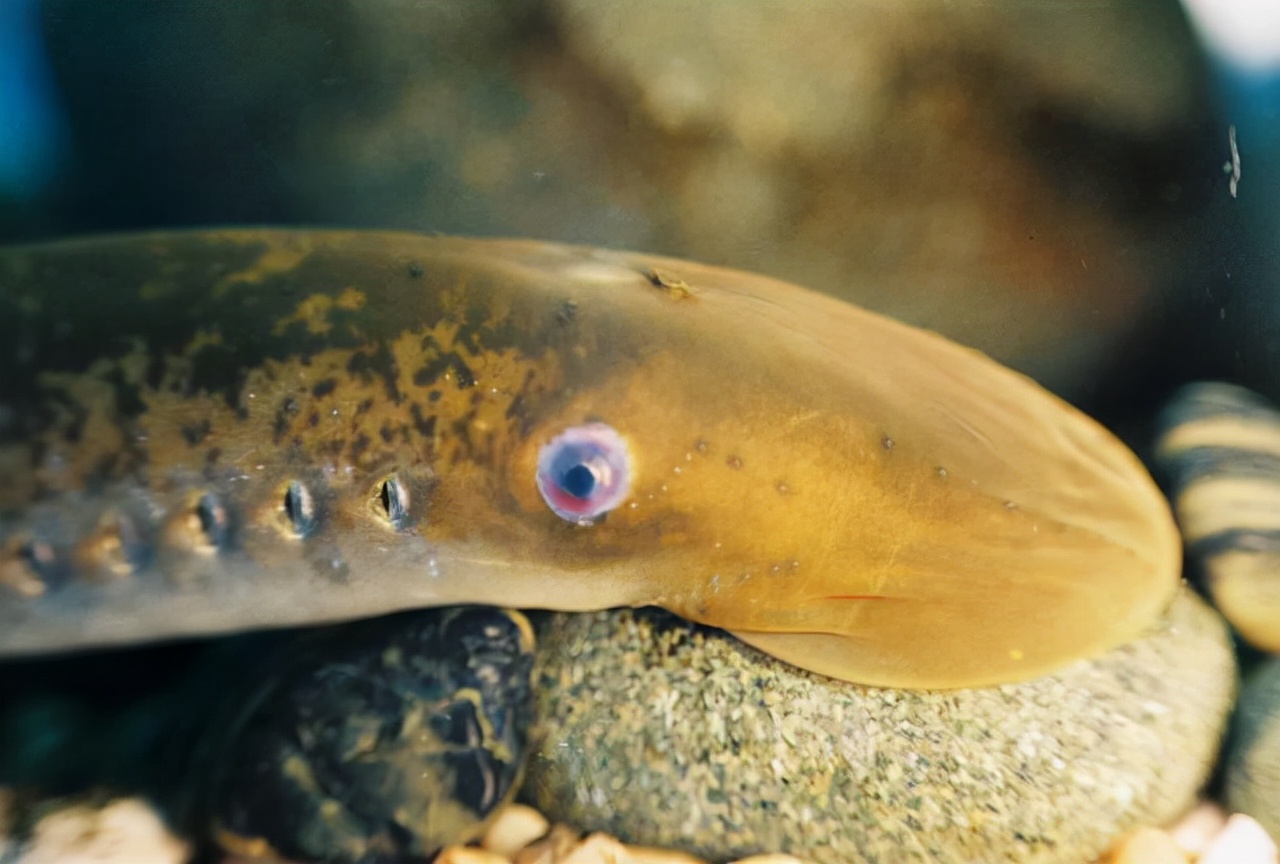 Lamprey, known as the "vampire devil fish", is also the most fish-like ...