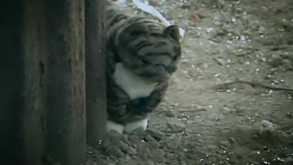 A bullet that can turn?——Israel Corner Shot corner shooting system - iNEWS