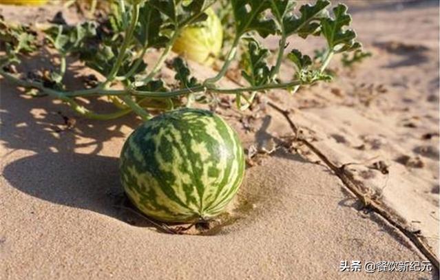 Why do watermelons grow in the waterless desert?Local people advise ...