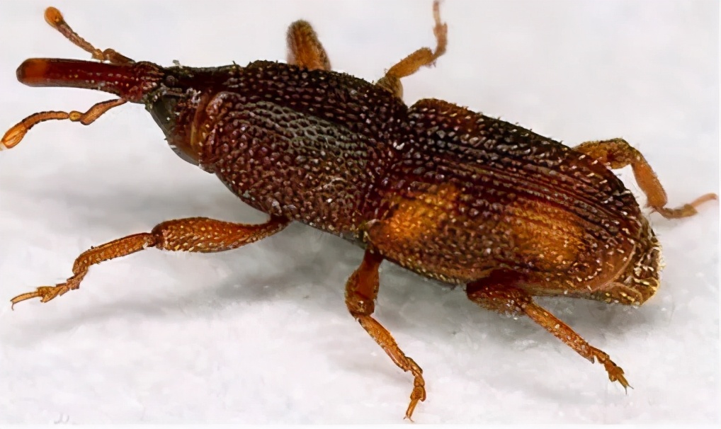 alert!There may be worms in the rice you eat!It's the high season ...