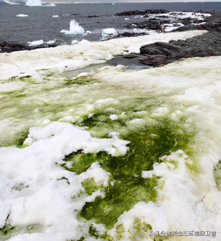 "Watermelon snow" appears again in Antarctica. Why does the snow appear ...