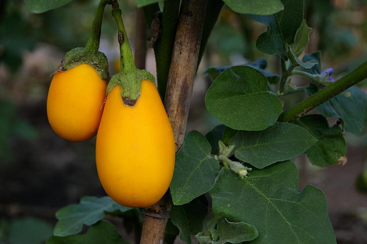 30 years!How powerful is China's space breeding?U.S. Space Breeding ...