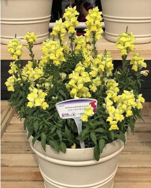 1 flower grows like a goldfish, hardy to feed on the cold, the more you ...