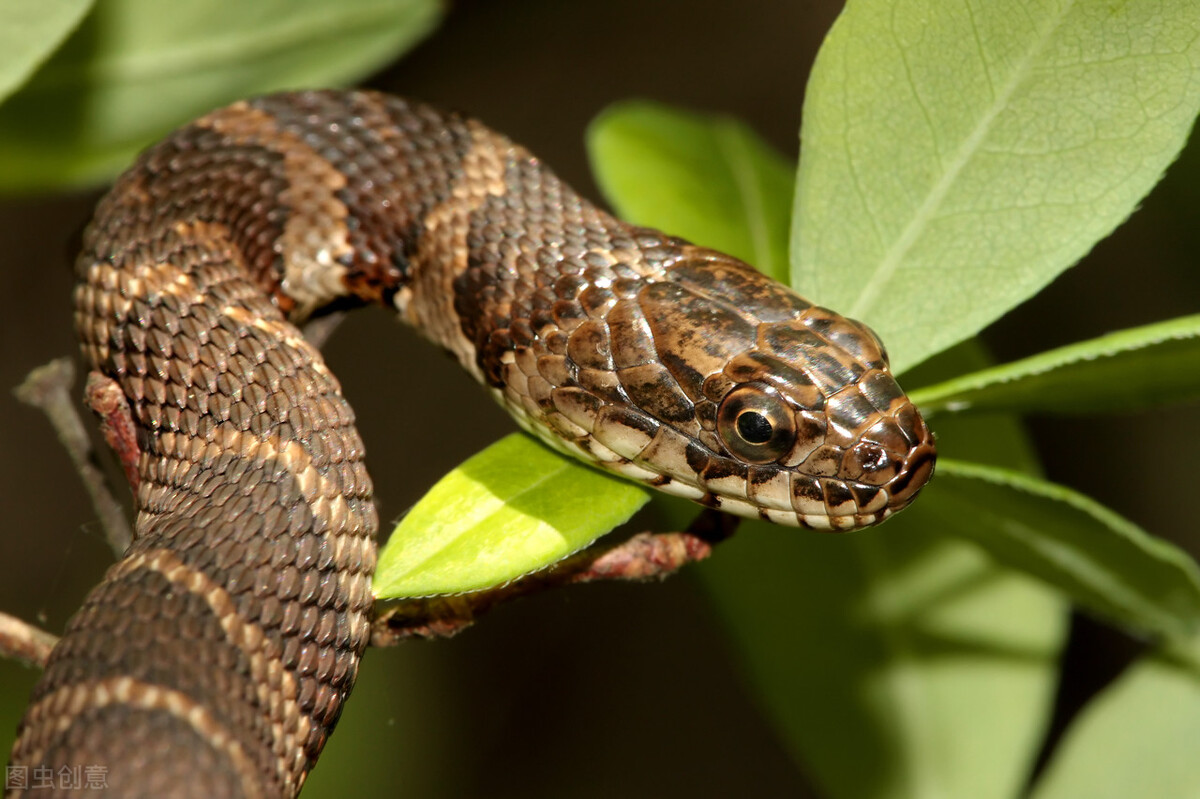 Yunnan Yingjiang newly discovered a poisonous snake, named Bai Suzhen ...