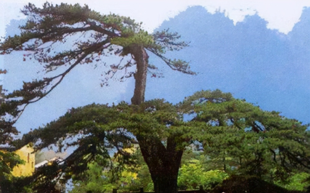 Ranking of the oldest existing trees in China - iNEWS