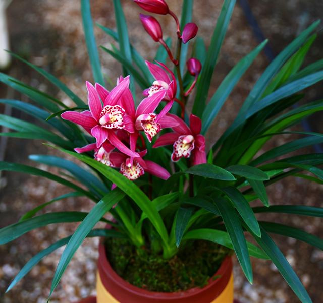 It is the "King of Fragrant Flowers" of Jianlan, with classic red ...