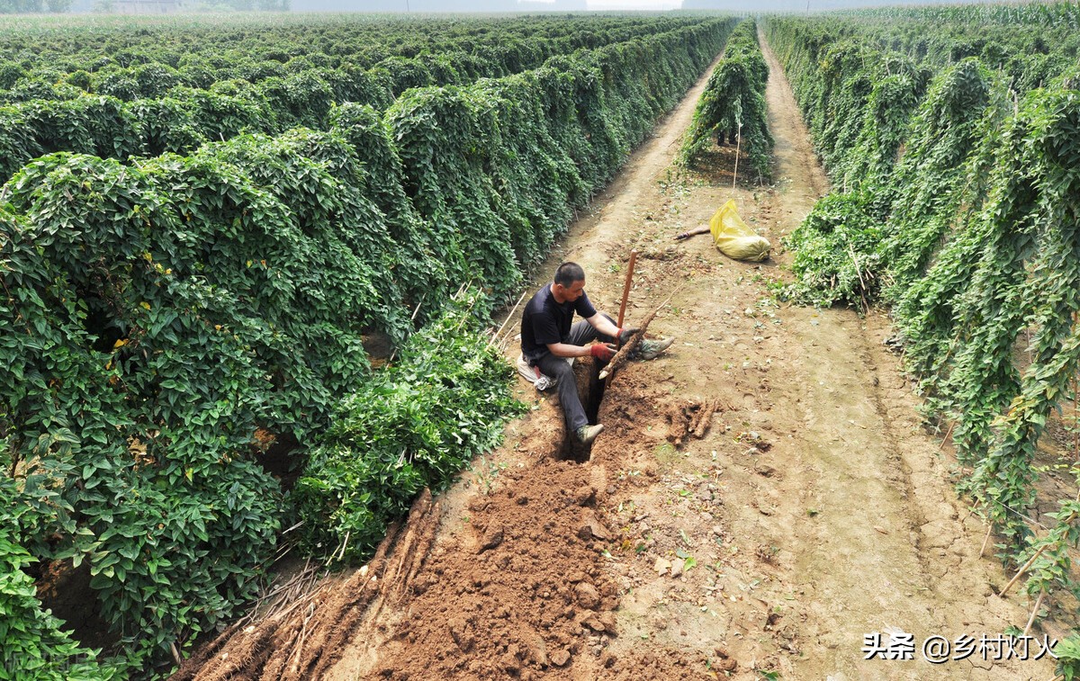 Can yam beans be eaten?What is the relationship between yam and yam ...
