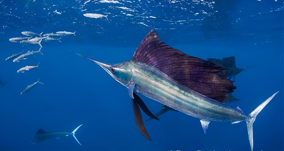 Pierce the submarine, dare to be tough with humans!How did the sailfish ...