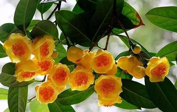 This flower is a "plant giant panda", with golden color and tangy ...