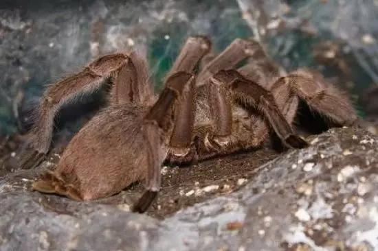 Top ten most poisonous spiders in the world - iNEWS