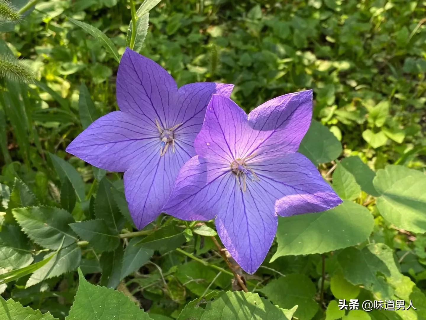 Folklore Correction: What does "Shangma Dumplings and Xia Ma Noodles ...