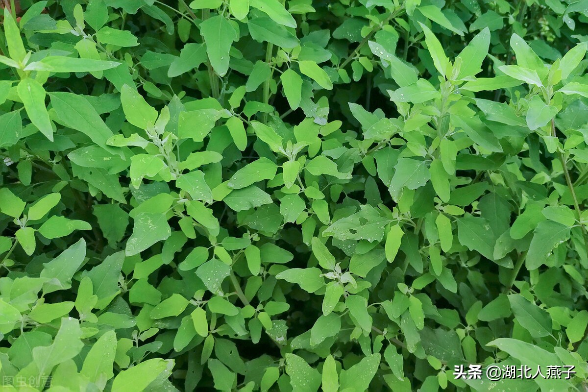 66 big pictures of wild vegetables, show you different wild vegetables ...