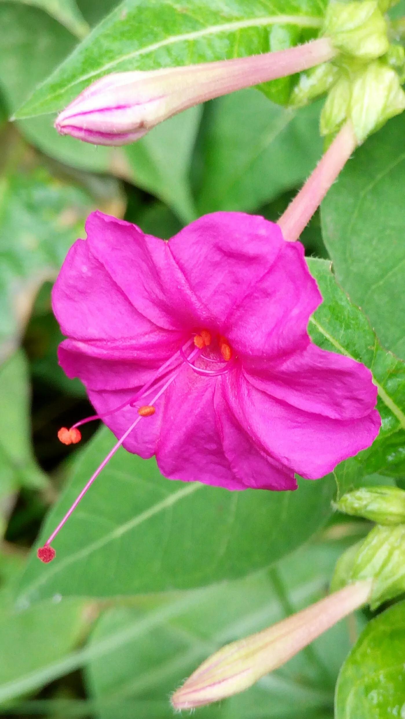 Purple jasmine - iNEWS