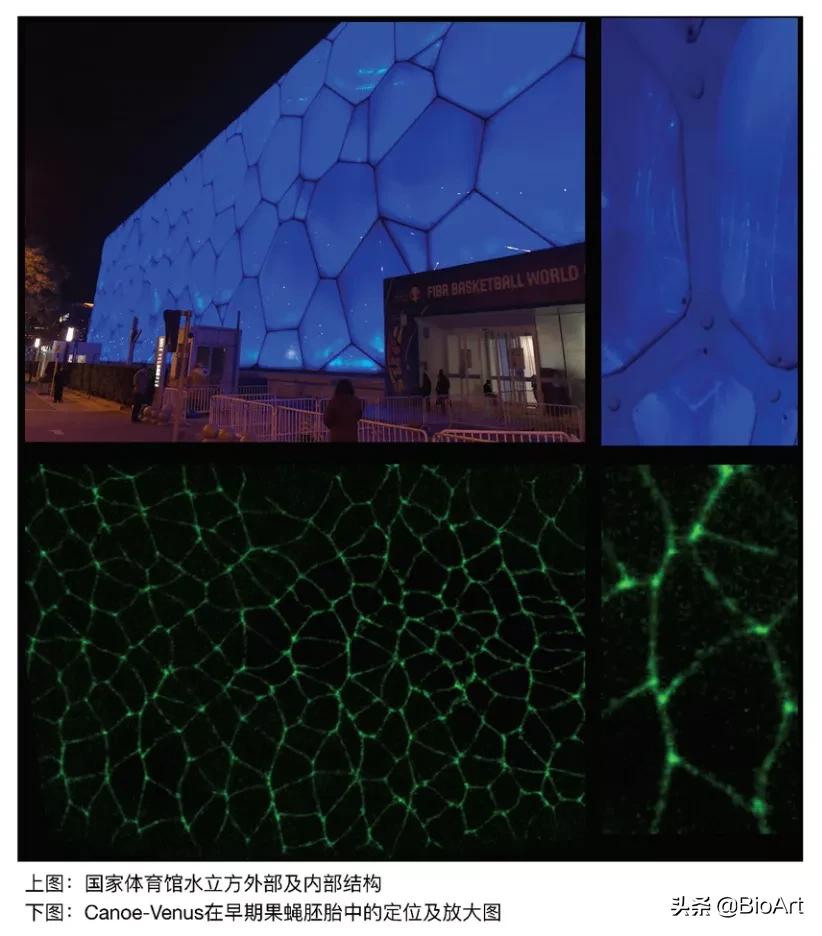 Cell Mechanical Force Sensing Regulates Cell Adhesion Connection - iNEWS