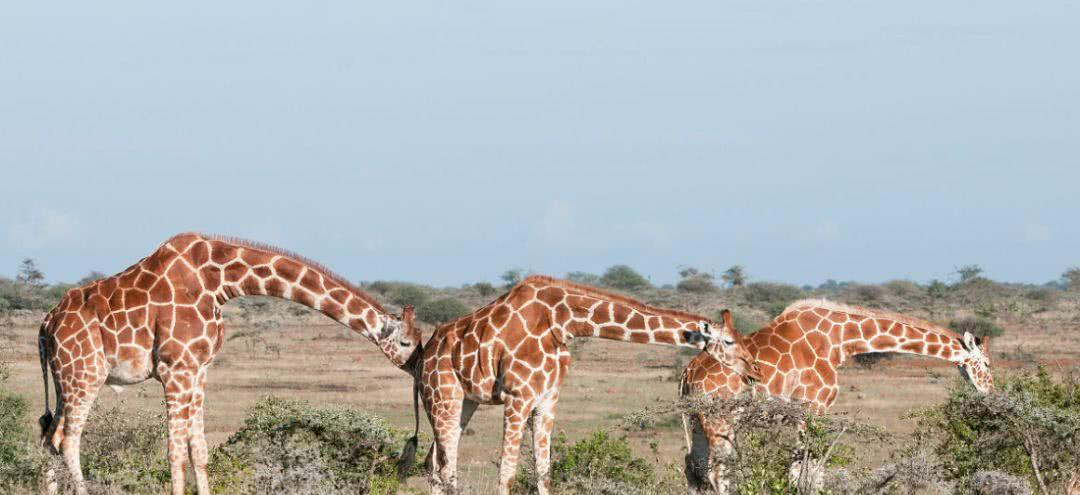 How do fierce giraffes mate with two stories tall, super kicking? - iNEWS