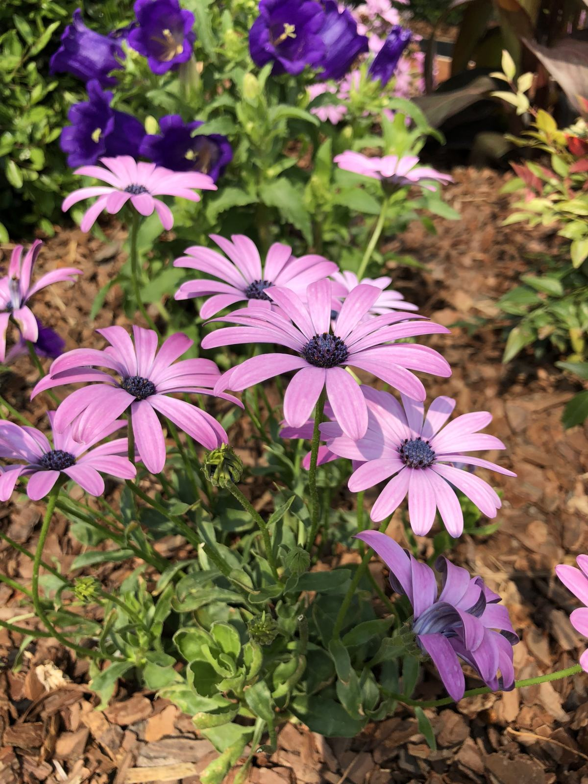 Familiar with the main points of gerbera maintenance, it can bloom in ...