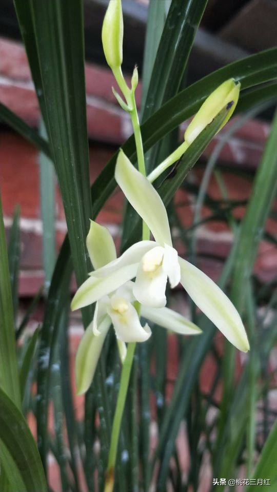 Wen Shao through the ages, Su Xin Yi Lan - iNEWS