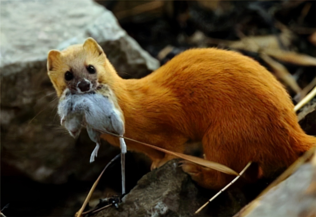 Why did the ancients think that weasels cannot be killed?Expert ...