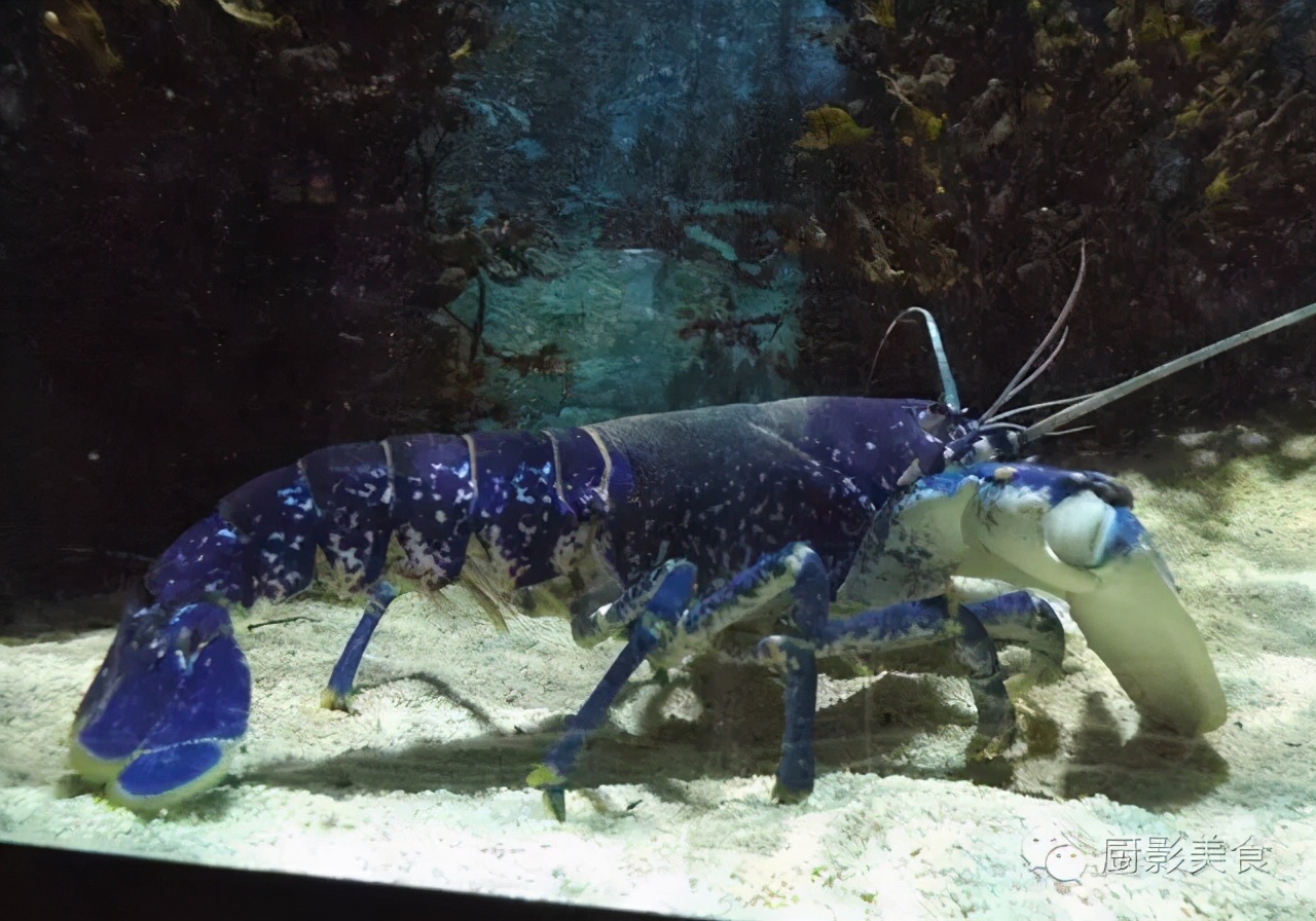 The 5 most beautiful shrimps in the world, each of them will make your ...