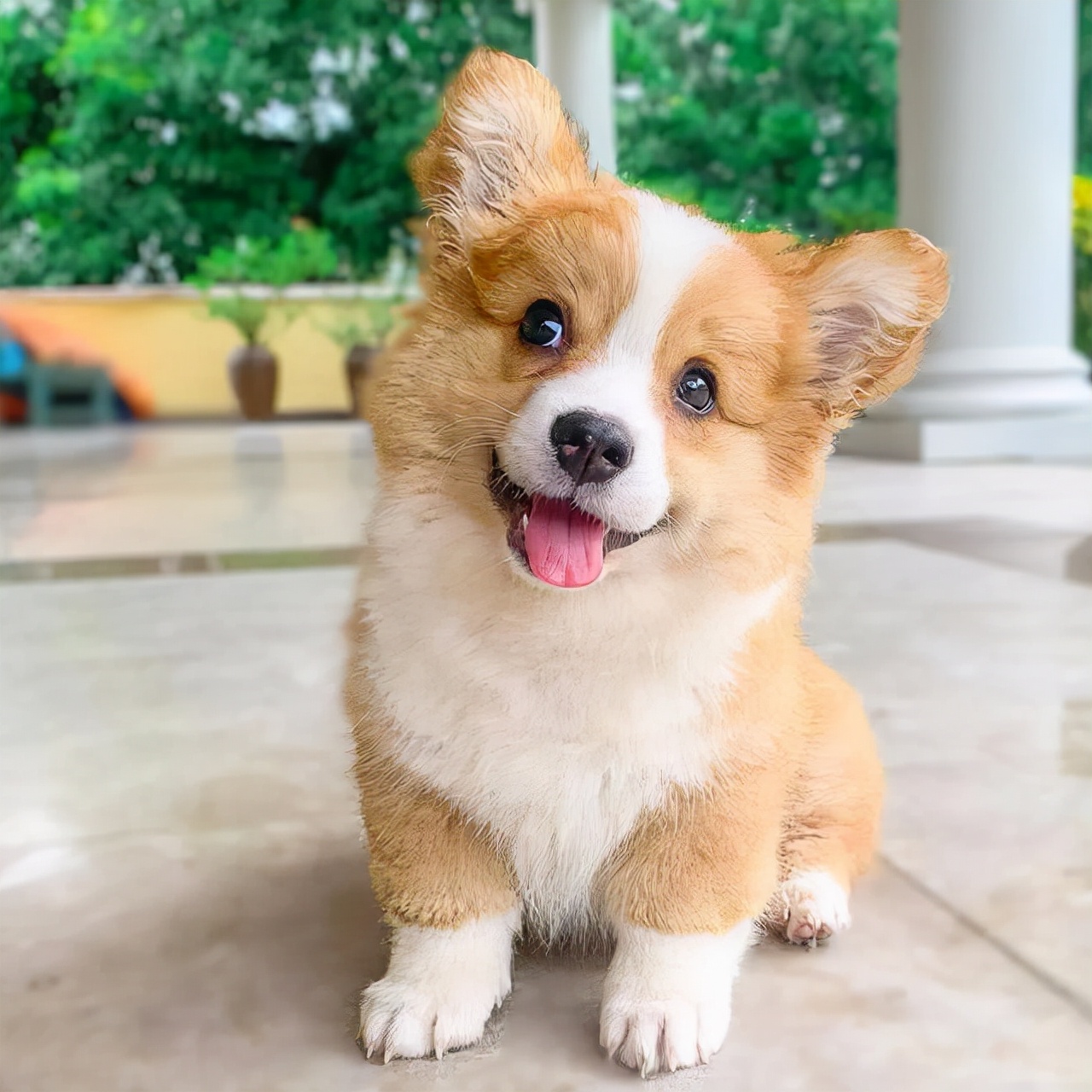 The 10 "body language" of the Corgi, all understand, show that you are ...