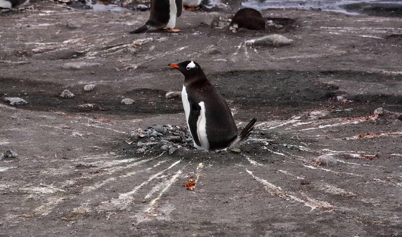 Penguin's feces are pink, with a range of over 1.3 meters, and will ...