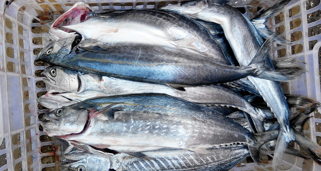 Eat fish in summer, and select 6 kinds of "wild fish". The meat is ...