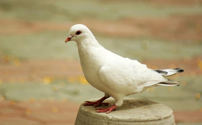 The origin and ecology of "Pokémon": Bobo, the messenger of the elven ...