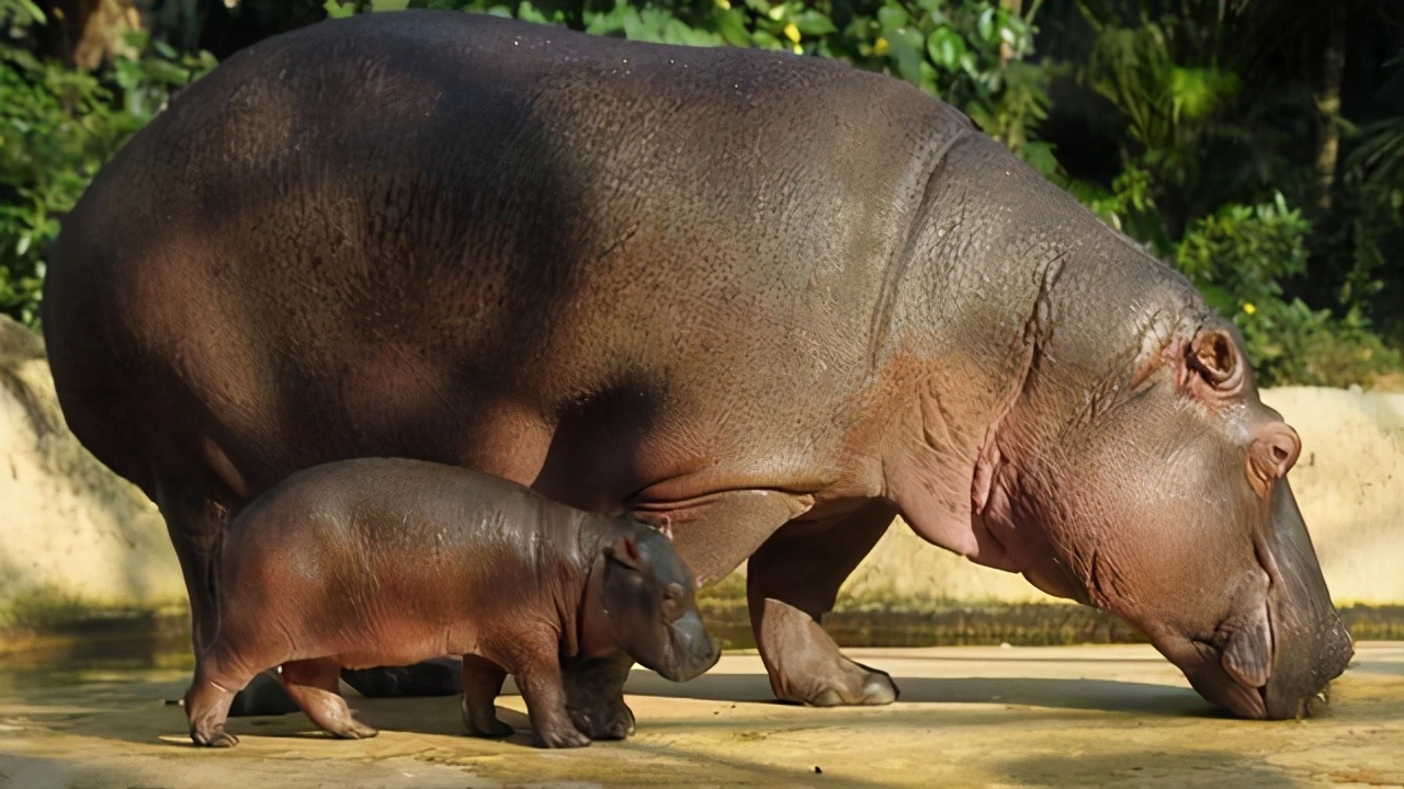 Wish to hear its "xiang"! Courtship, mating and reproduction of hippos ...
