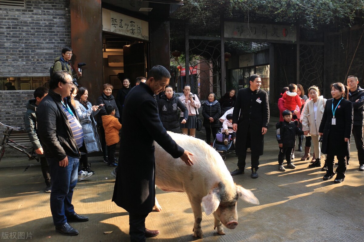 The pig Qiangqiang is "in the late stage of life". The original owner ...