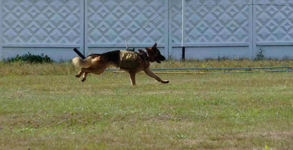The Soviet wartime rhapsody trained military dogs to blow up tanks, and ...