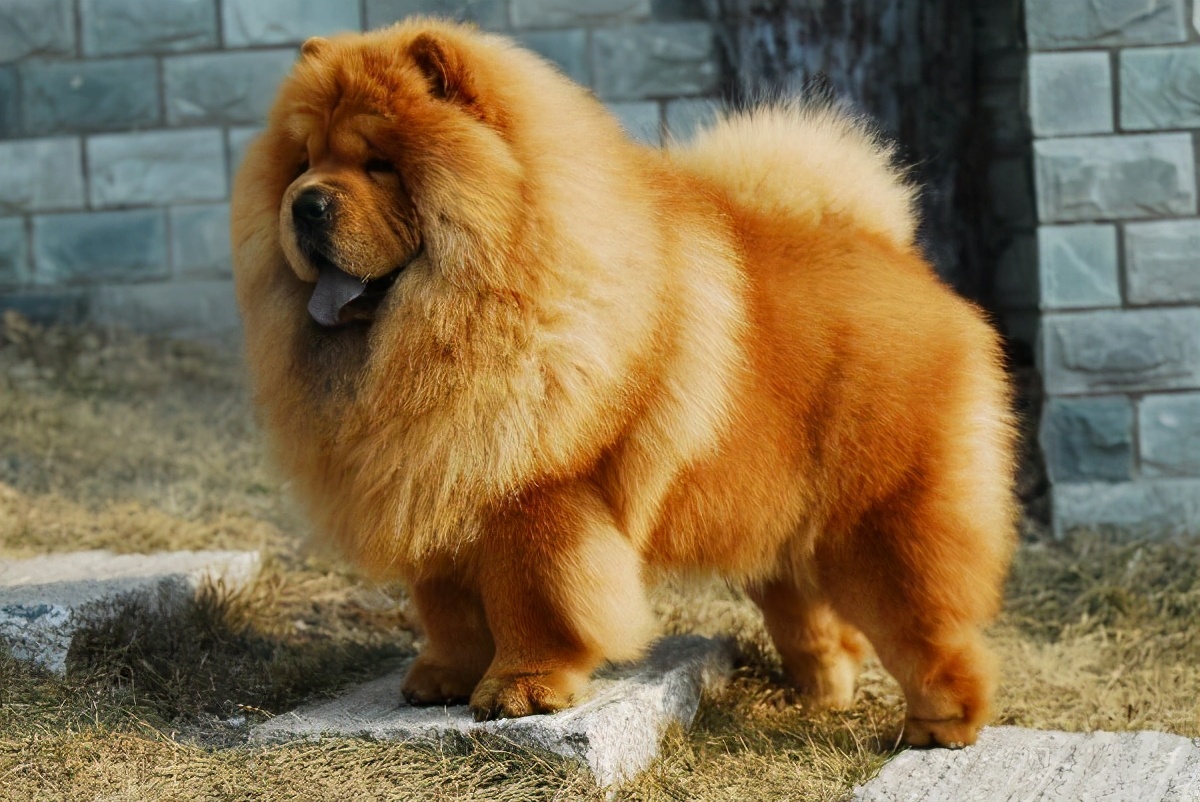 These 6 kinds of "Chinese native dogs" are worth raising. Give them a ...