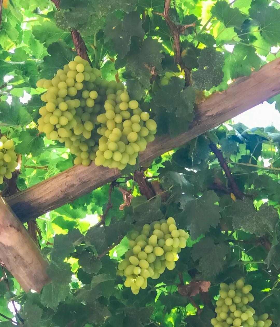 Is there a difference in taste when buying grapes that are compact or ...