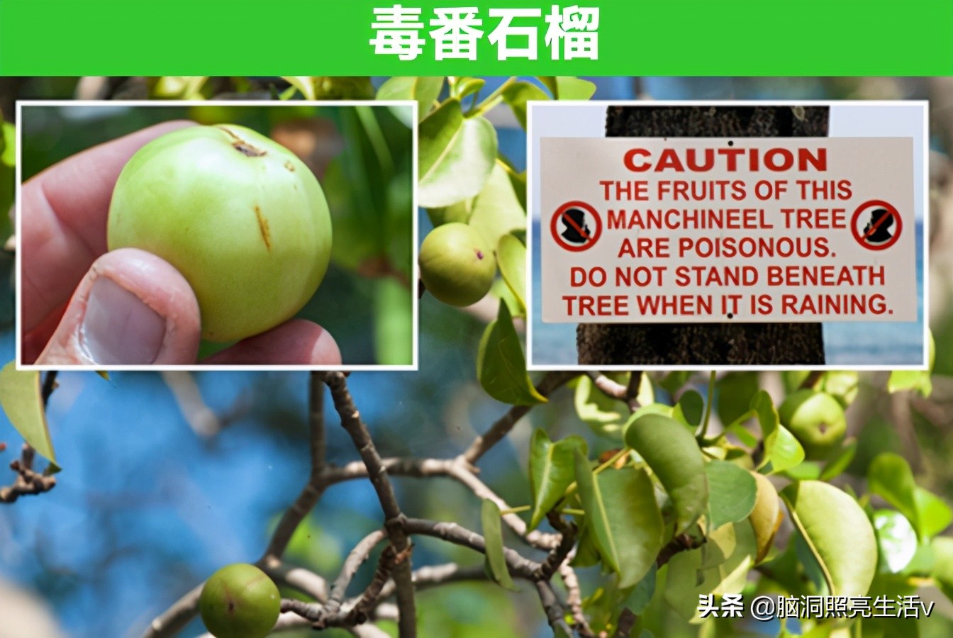 Although it looks harmless, it is actually very dangerous 8 kinds of ...