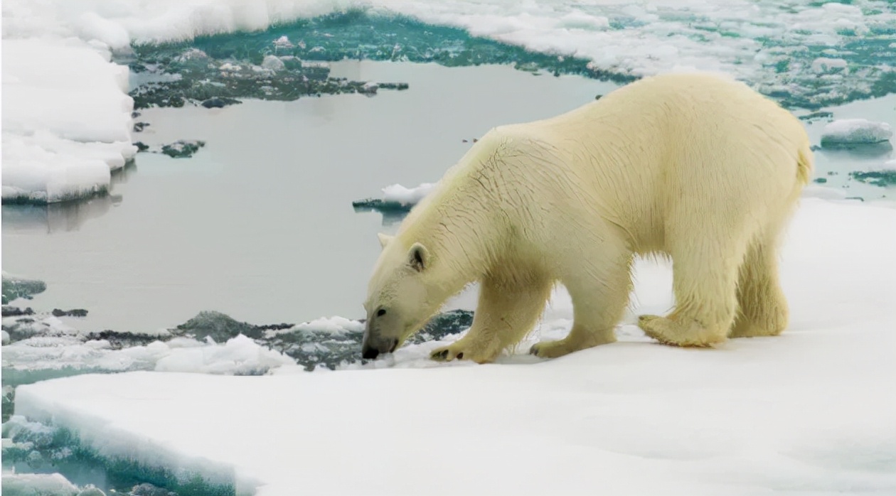 How does life survive under extreme environmental conditions? - iNEWS