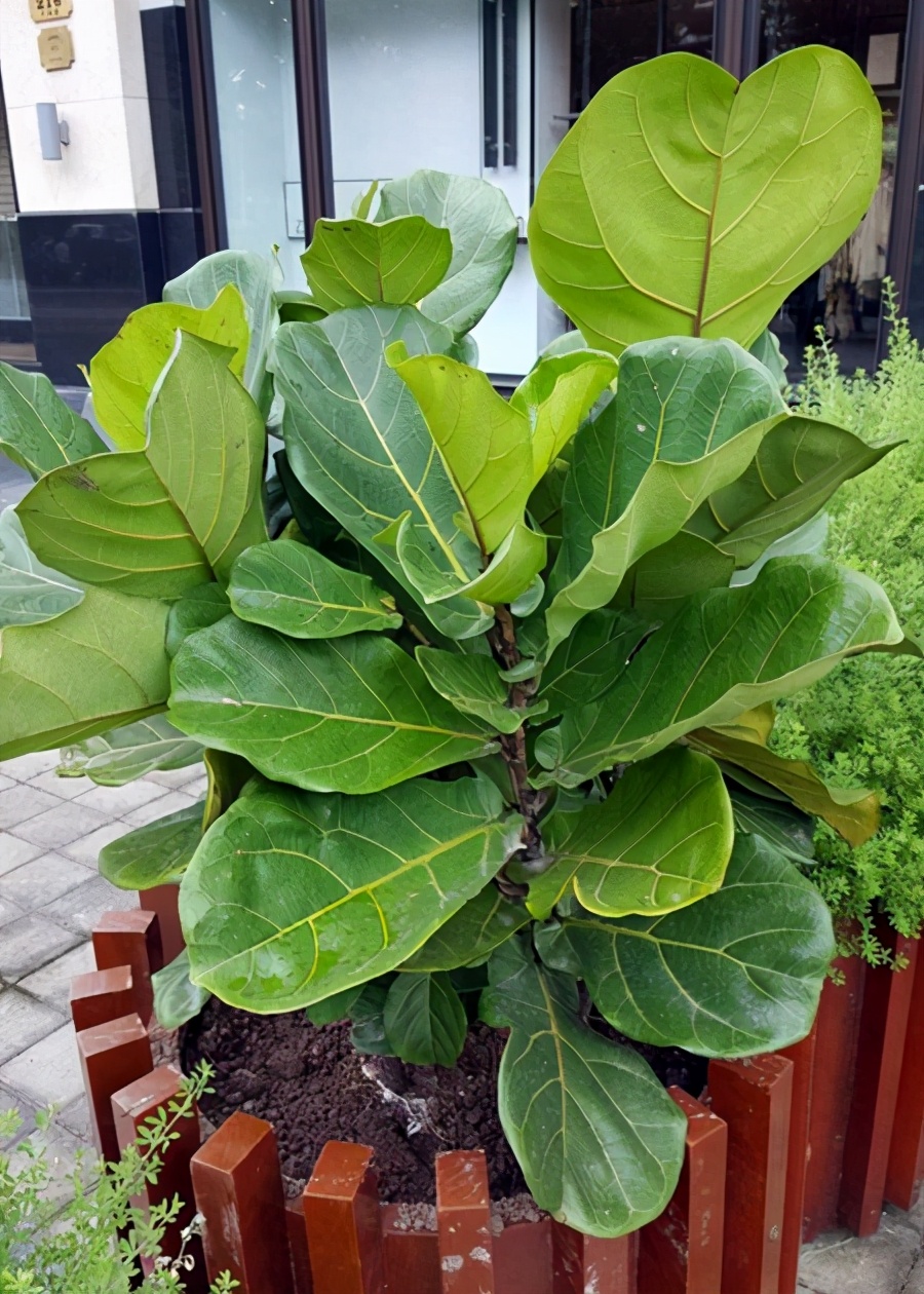 What are the benefits of the pruning of Qin Yerong? When is it suitable ...