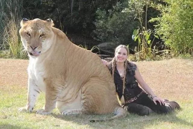 The "sorrowful" offspring of a lion-tiger hybrid can exceed the size of ...
