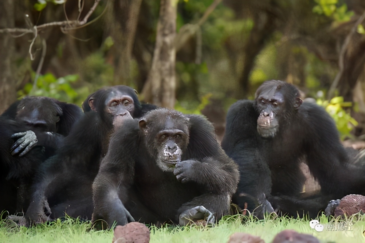 The chimpanzee war that lasted for 4 years, the tragedy is comparable ...