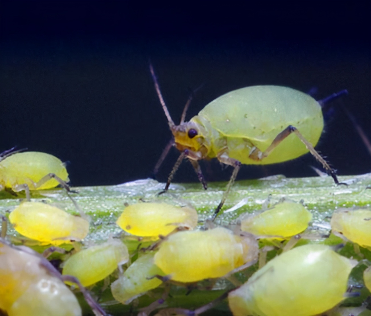The aphids are here!Where do the flying insects in Manzhouli, Inner ...