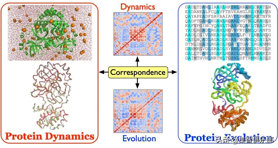 The relationship between protein dynamics and evolution: the same story ...