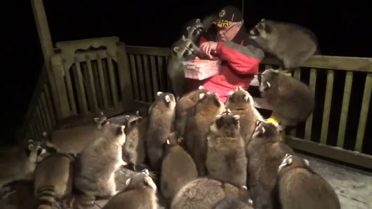 Cute or scary? Dozens of fat raccoons "like a group of zombies", the ...