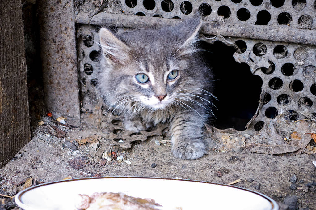 anger!A square dancer stepped on the stray cat and screamed: Seeing it ...