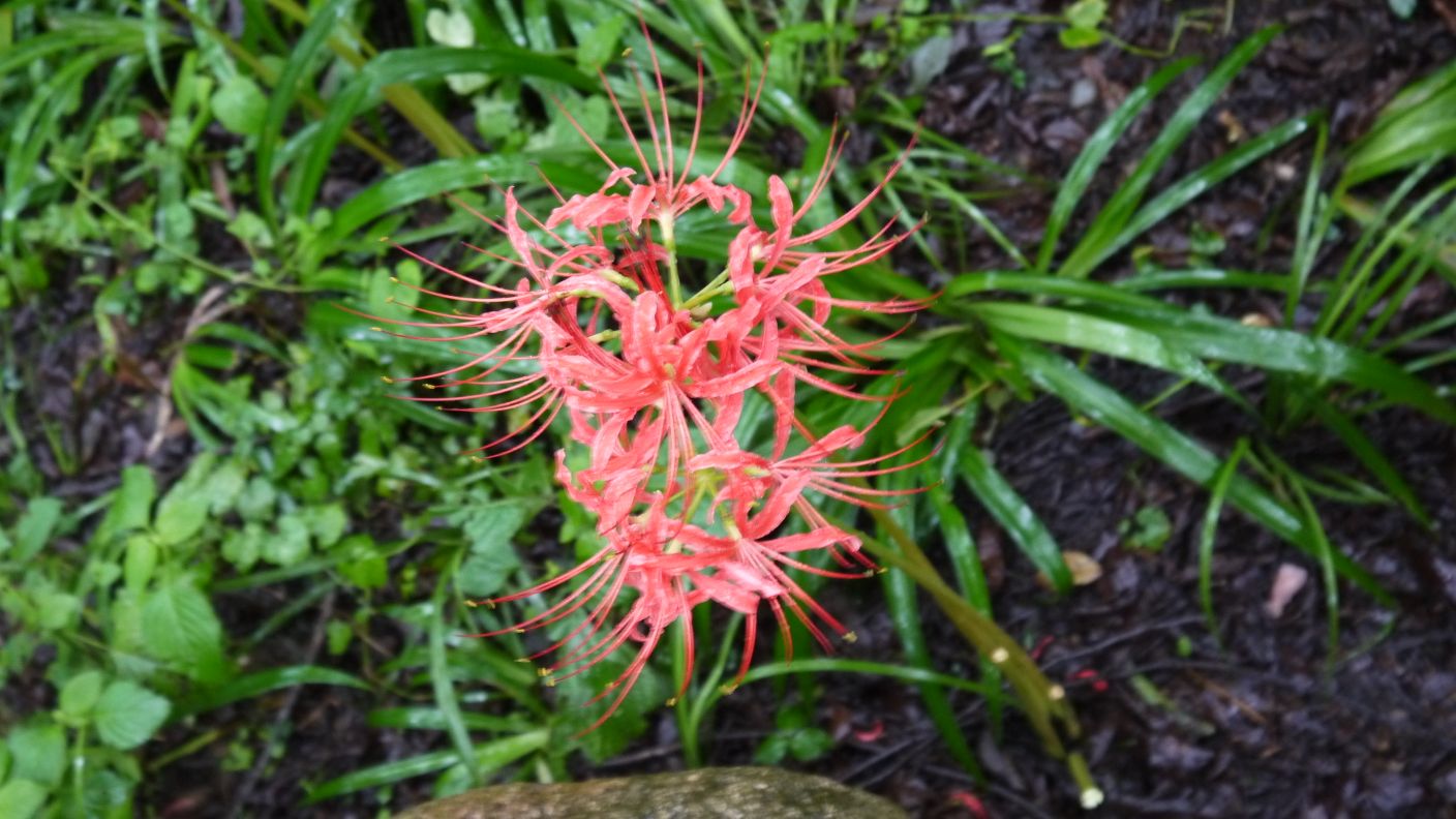 Higan Flower, have you seen it? - iNEWS