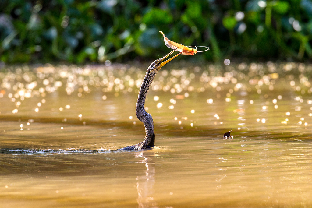 Disappeared for 90 years!What are the characteristics of the "snake ...