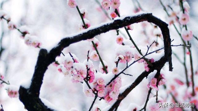 Jiang Kui made his own song "Dark Fragrance" and "Shuying" to Fan ...