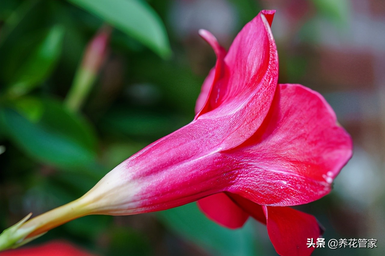 It turns out that you are raising red cicada flowers, not fragrant ...