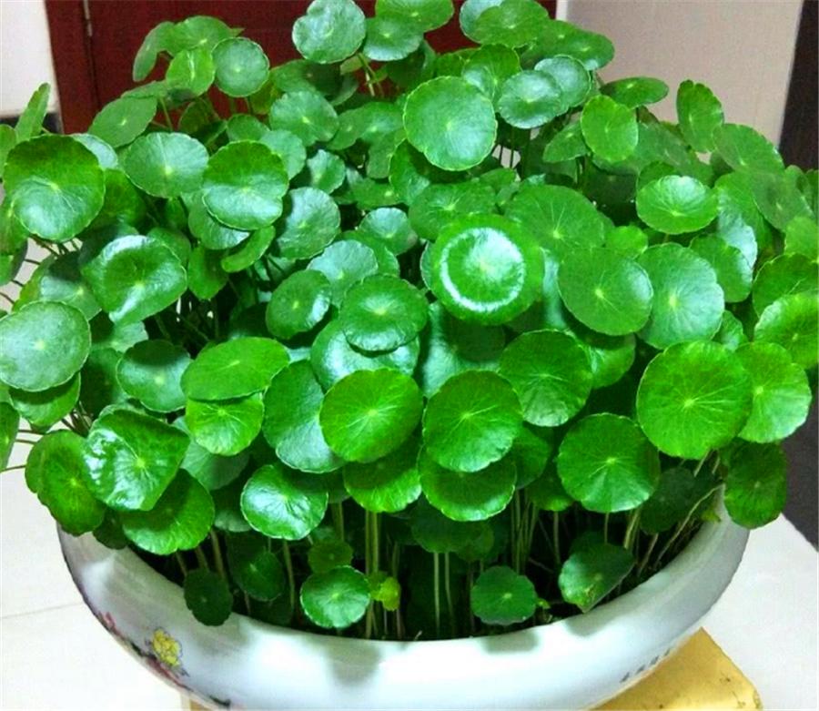 In summer, there are "3 fears" in copper coin grass. No wonder the ...