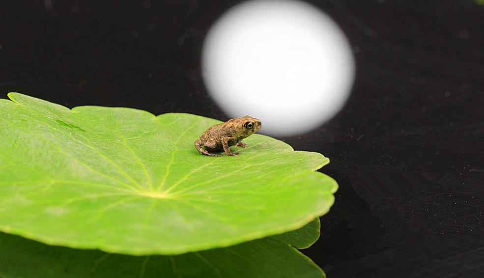 The sound of night frogs and the sound of rain, listening to the frogs ...