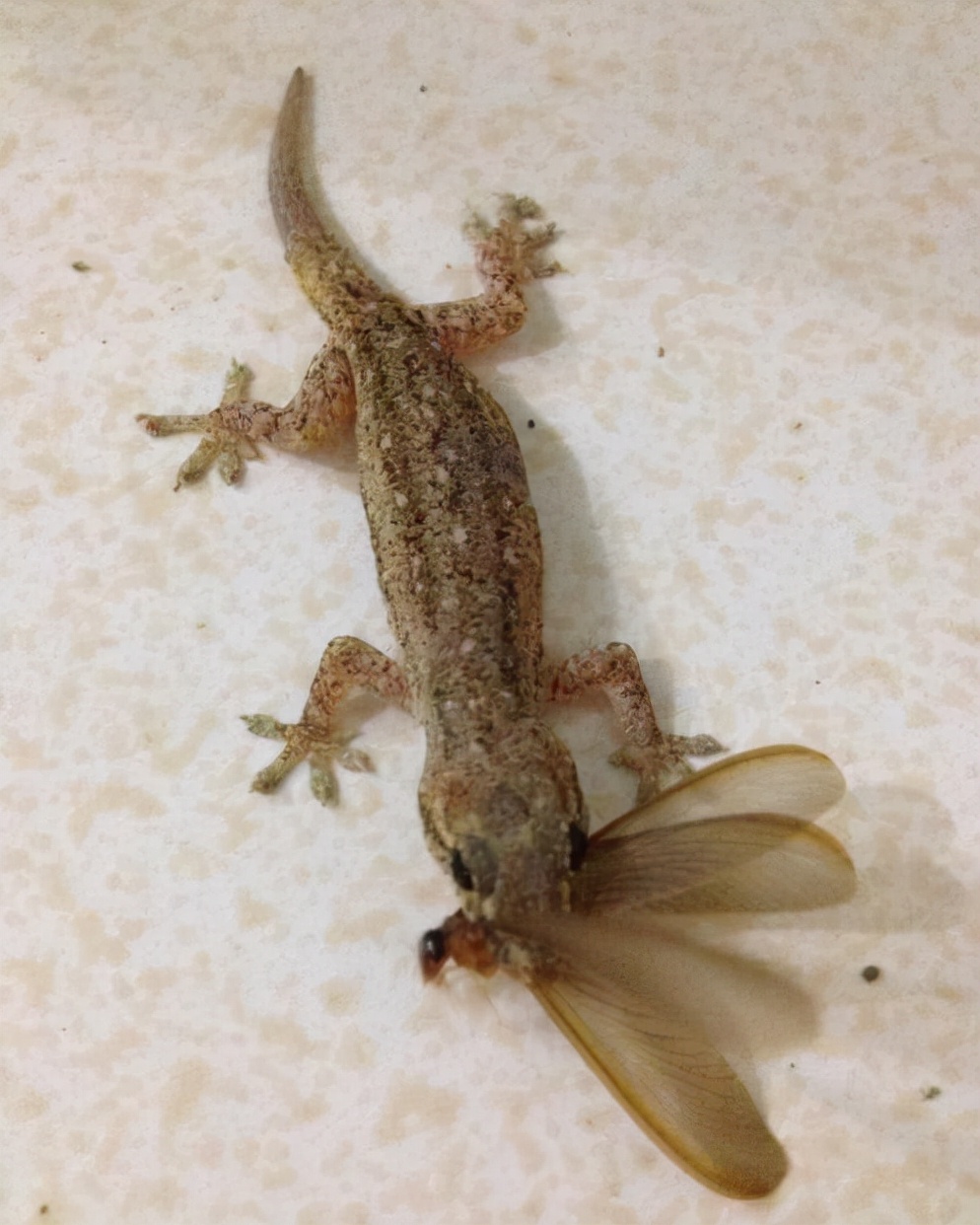 Why is the harmless gecko among the "five poisons"?It turns out that it ...
