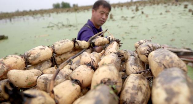 Aunt Qian creates freshly selected products-Honghu lotus root debuts in ...