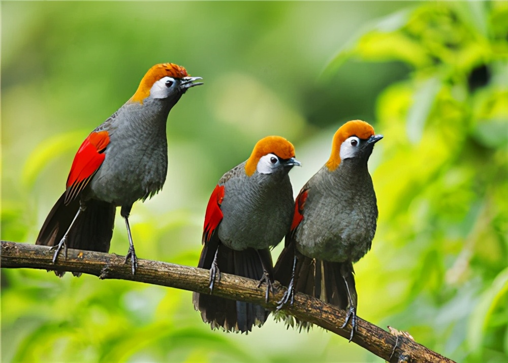 Mimicry-the "life-saving" skill of weak animals, it can easily fool ...